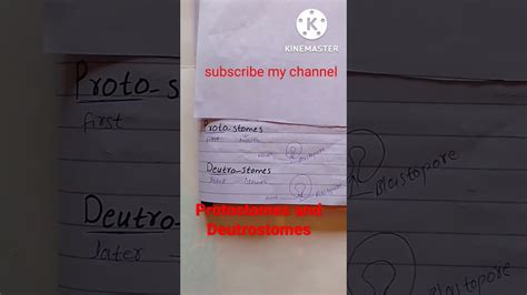 Protostomes And Deutrostomes Ist Year Biology Youtube