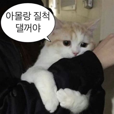 고양이 말풍선 짤 귀엽고 웃김 네이버 블로그