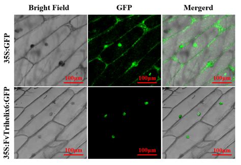 Subcellular Localization Of 35sgfp Control And 35sfvtrihelix6 Gfp In