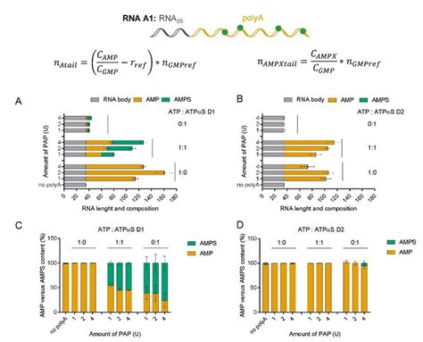 Polya Polymerase Pap Incorporates Atpαs D1 In The Presence Of Atp To Download Scientific