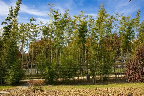 대한민국 도시 숲 사업 선진도시 평택