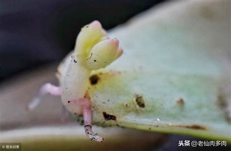 多肉植物怎么繁殖叶插浇水多肉植物叶插快速发芽的小技巧这样浇水冬季叶插也能成活 说明书网