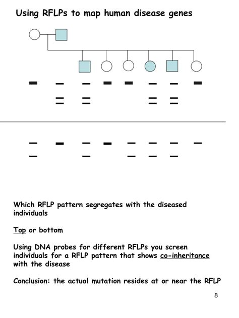 Ppt Rflp Analysis Powerpoint Presentation Free Download Id 4784687