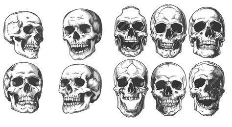 Premium Vector Human Skeleton Dead Head Halloween Engraving Vector Set