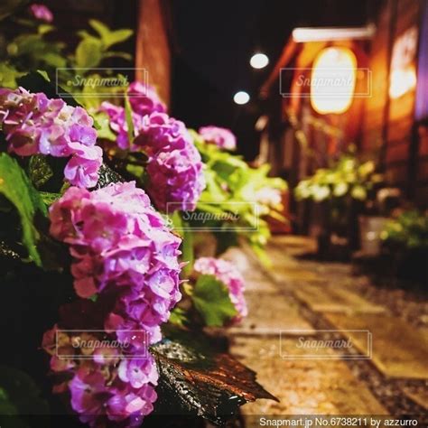 紫陽花の咲く路地裏の写真画像素材 6738211 Snapmartスナップマート