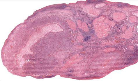 Prelab 10 Exam Diagram Quizlet