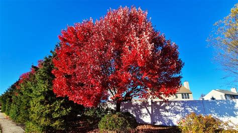 Maple Tree Spring The Red Maple Tree A Complete Profile Growit