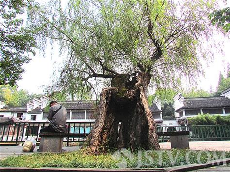 南京树坚强 空心柳树仍枝繁叶茂