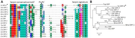 A Multiple Alignment Of The C Terminus Of Serpins From Different