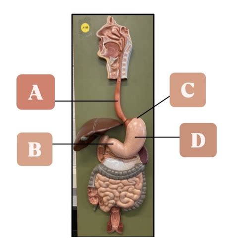 Lab Digestive System And Serosa Flashcards Quizlet