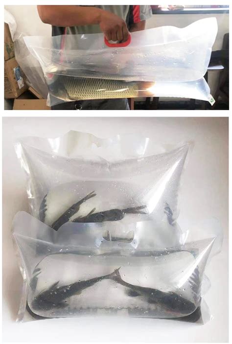 打包鱼的氧气袋 打包袋 大山谷图库
