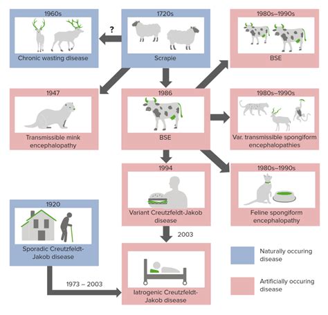 Nursing Considerations For Mad Cow Disease Ask The Nurse Expert