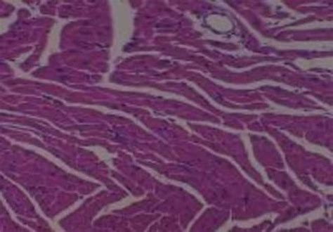 Novus Biologicals™ Mouse Multi Organ Tissue Microarray Normal Mouse