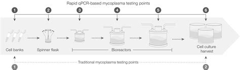 Mycoplasma Testing For Biopharmaceutical Manufacturing