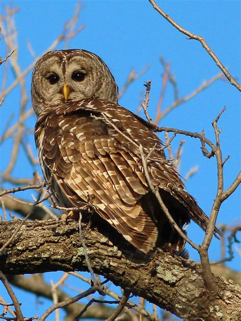 Barred Owl Images