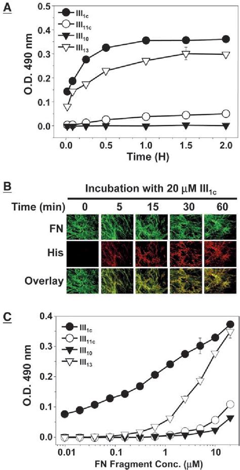 Figure 1 From Stimulation Of Extracellular Matrix Remodeling By The First Type Iii Repeat In