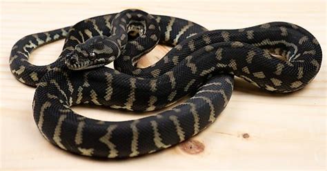 Female Bredli The Darkone Album On Imgur