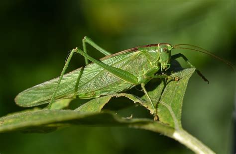 Grasshopper Insect Close Up Free Photo On Pixabay Pixabay