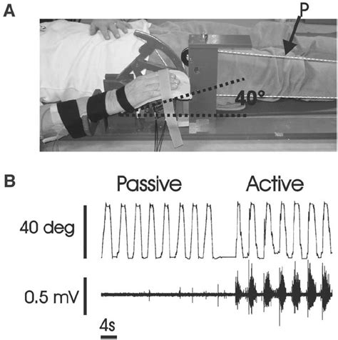 Passive Movement Paradigm A Hand Apparatus Used In Scanner Passive