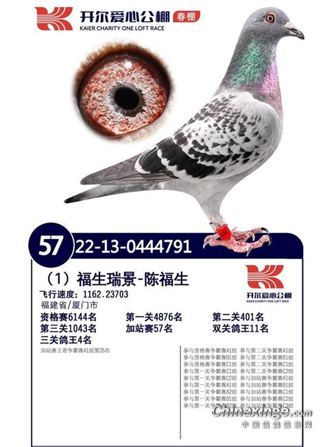 开尔国际赛鸽爱心公棚春棚图片查看 中国信鸽信息网各地公棚