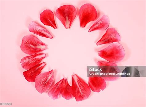 신선한 붉은 모란 꽃잎의 추상적이고 아름 다운 꽃꽂이 제품 전시와 사업 개념을 위한 단계 미니멀한 모던한 미학 우아한 뷰티 컨셉 선택적인 초점 0명에 대한 스톡 사진 및