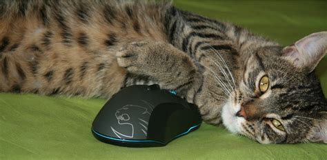 Как выбрать мышку