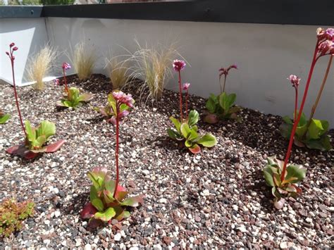 Une Maison En Bois Toiture V G Tale