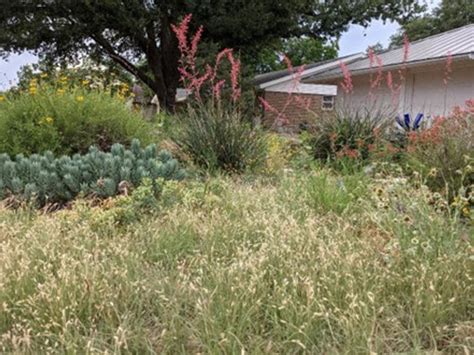 Buffalograss A Short Grass