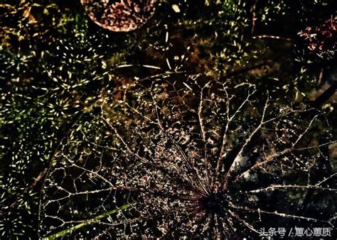 葆蕙原創詩故里今夜 每日頭條