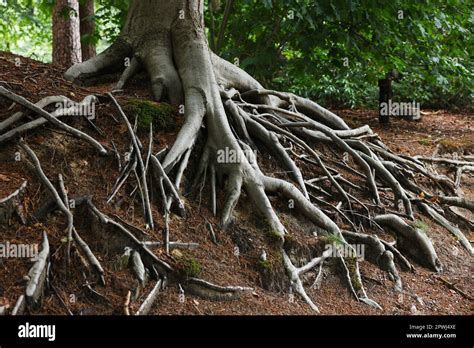 Tree Roots Growing Above Ground Hi Res Stock Photography And Images Alamy