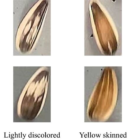 Object Detection Model For Sunflower Seeds Based On YOLOv5 Download Scientific Diagram