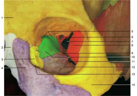 Bones Of Left Orbit Diagram Quizlet