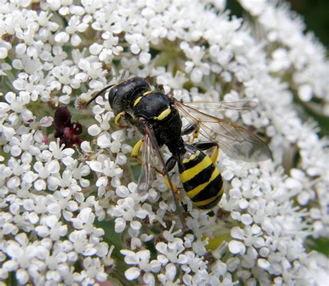 Ectemnius Cephalotes Bwars