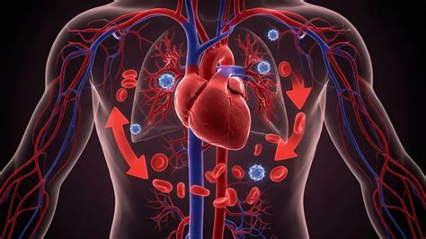 Detailed Visualization Of The Human Circulatory System Highlighting The