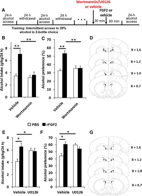 Inhibition Of The PI3K But Not MAPK Pathway Within The DMS Blocks The