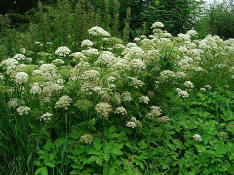 Goutweed How To Get Rid Of Invasive Ground Elder Artofit