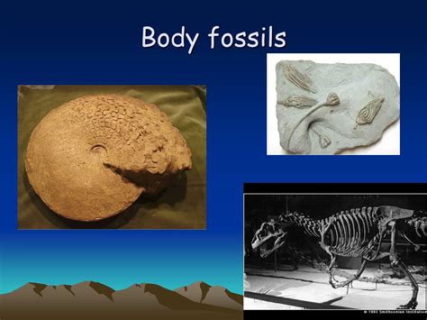 Ppt Fossils Powerpoint Presentation Free Download Id 164617