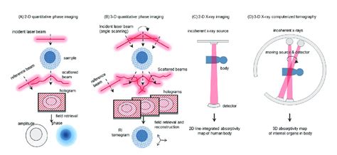 Overview Of 2d And 3d Imaging The Schematic Of A 2d Quantitative Download Scientific Diagram