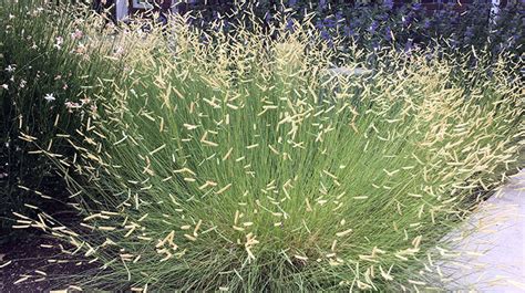 Blue Grama Browning Seed