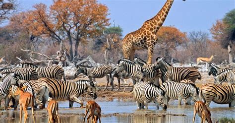 Etosha National Park Facts Etosha National Park Is An 8 600 Square