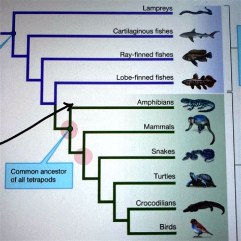 Lampreys Cartilaginous Fishes Ray Finned Fishes Lobe Finned Fishes