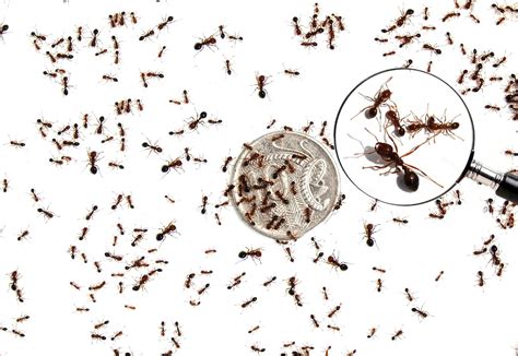 Tweed Under Biosecurity Exclusion Zone After Fire Ants Found The Echo