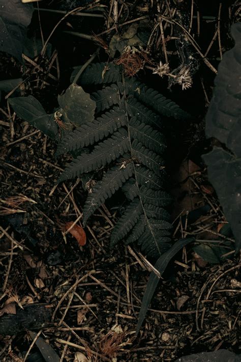 뾰족한 잎이있는 녹색 식물 사진 Unsplash의 무료 이미지