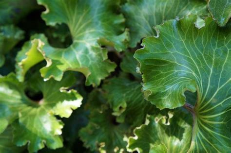 Farfugium Japonicum Crispatum Farfugium Japonicum Crispata