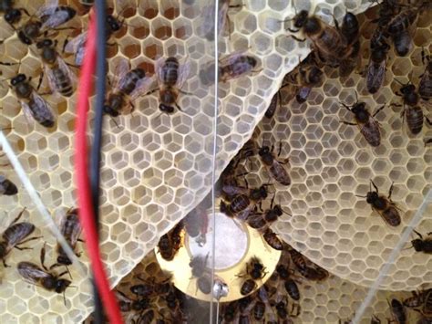 Beemonitoringtechnology Urbanbeelab