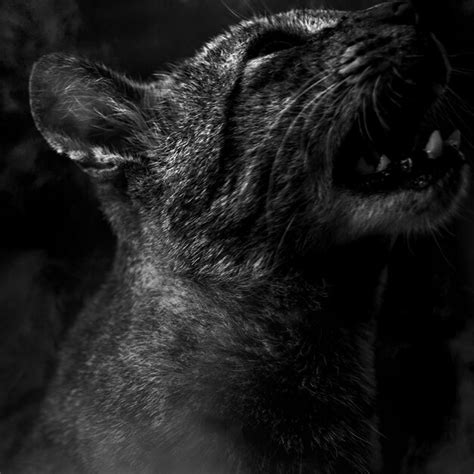 Premium Photo Close Up Of Cat Screaming At Night