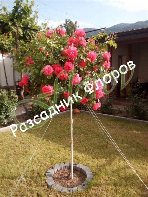 Флоров производство на рози градински център и разсадник овошки