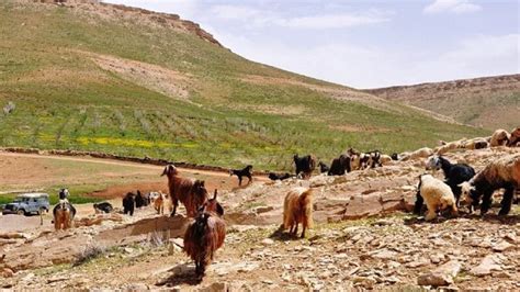 استقرار هفت ایستگاه کنترل کوچ در چهارمحال و بختیاری