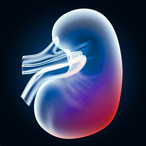 Phosphorus Serum Hi Health