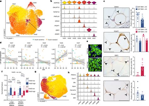 subclustering of human and mouse adipocytes reveals multiple distinct